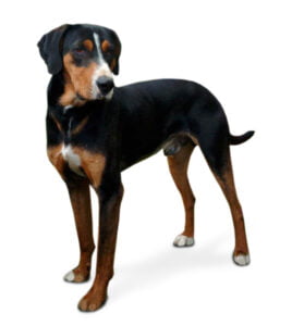 Rase de caini romanesti - UCHR